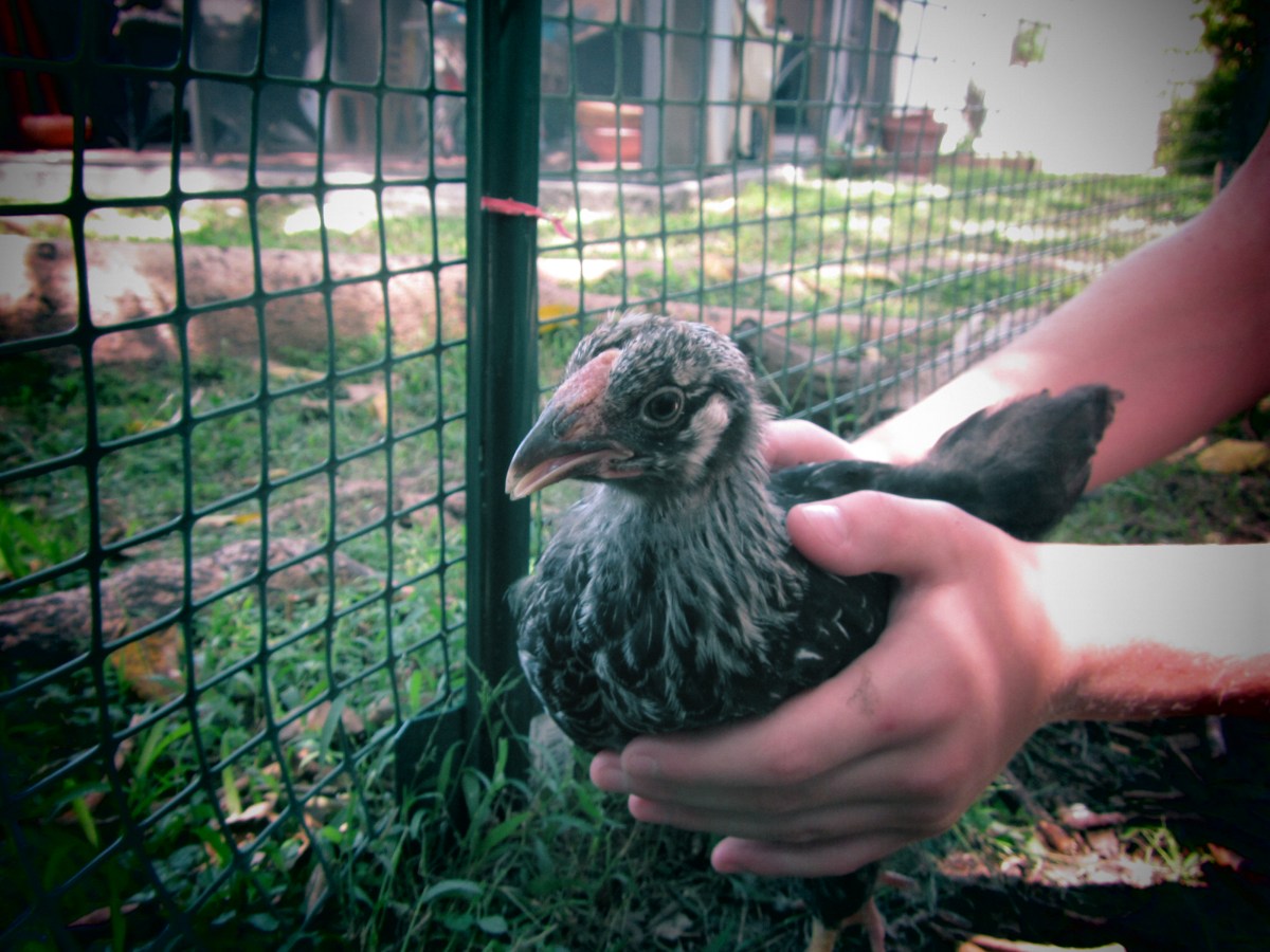 Introducing the Hens – dogs on my mind